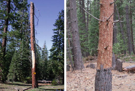 Native Bark Beetles and Wood Borers in Mediterranean Forests of ...