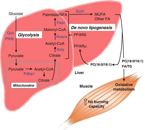 Metabolic Rhythm of Hepatic Lipogenesis: Regulation and Roles in ...