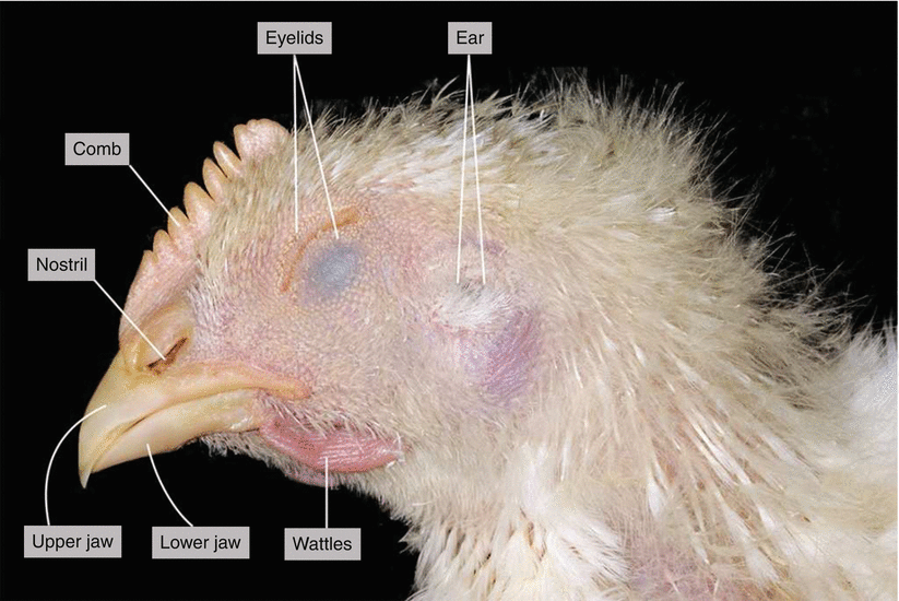 Dissection of a Chicken ( Gallus domesticus) | SpringerLink