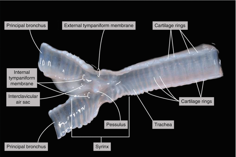 Dissection of a Chicken ( Gallus domesticus) | SpringerLink