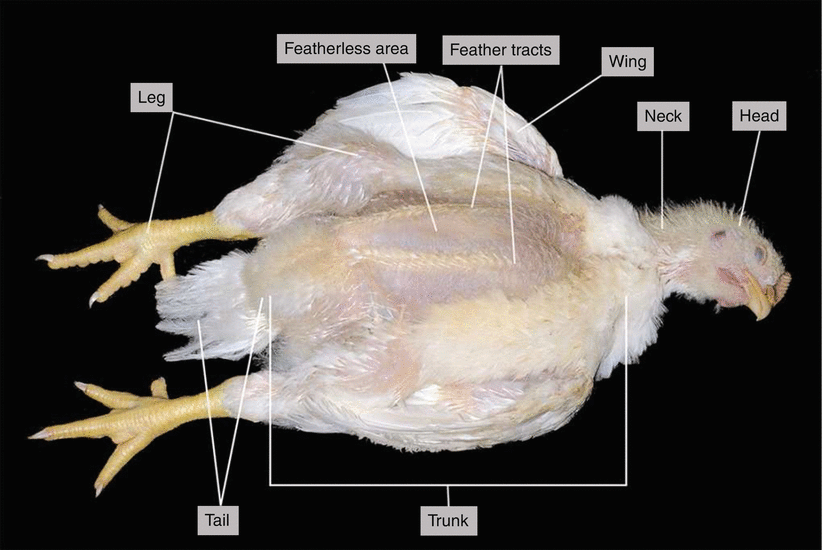 Dissection of a Chicken ( Gallus domesticus) | SpringerLink