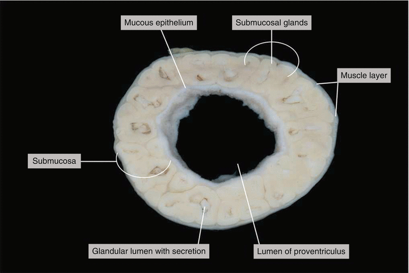Dissection of a Chicken ( Gallus domesticus) | SpringerLink