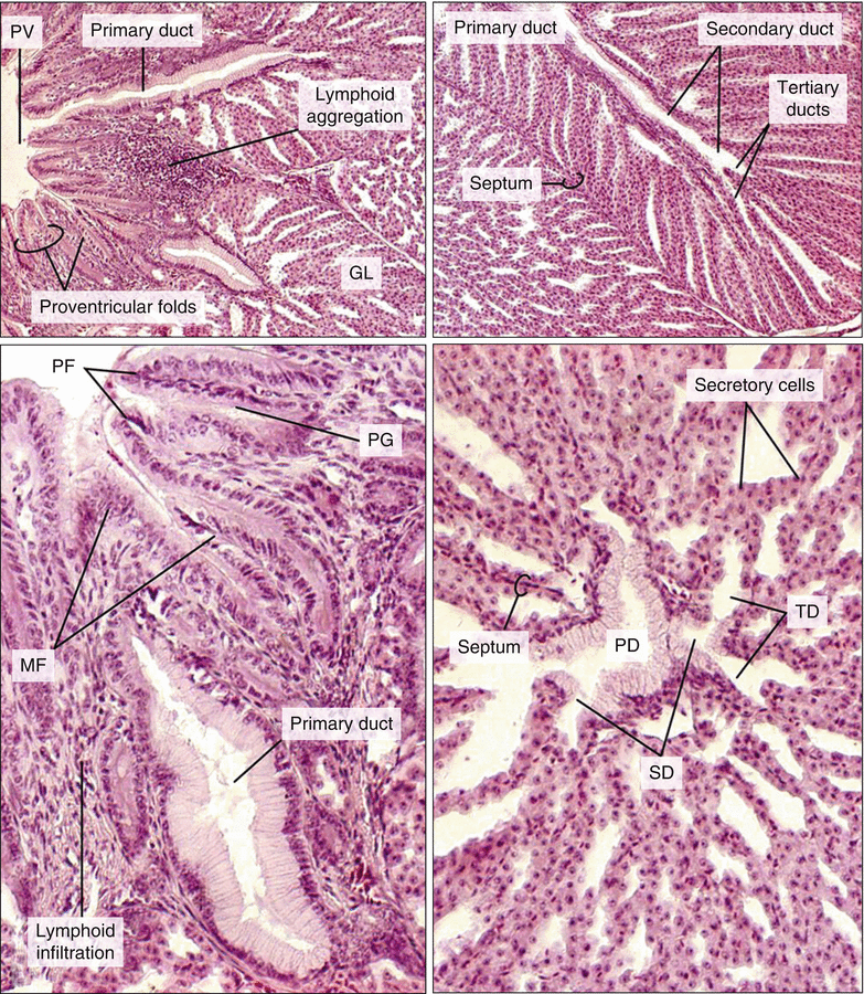 Dissection of a Chicken ( Gallus domesticus) | SpringerLink