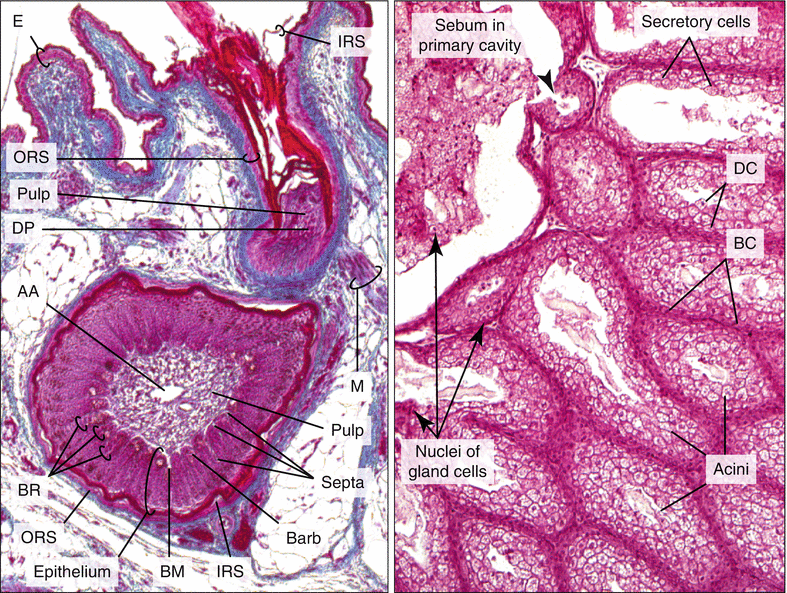 Dissection of a Chicken ( Gallus domesticus) | SpringerLink
