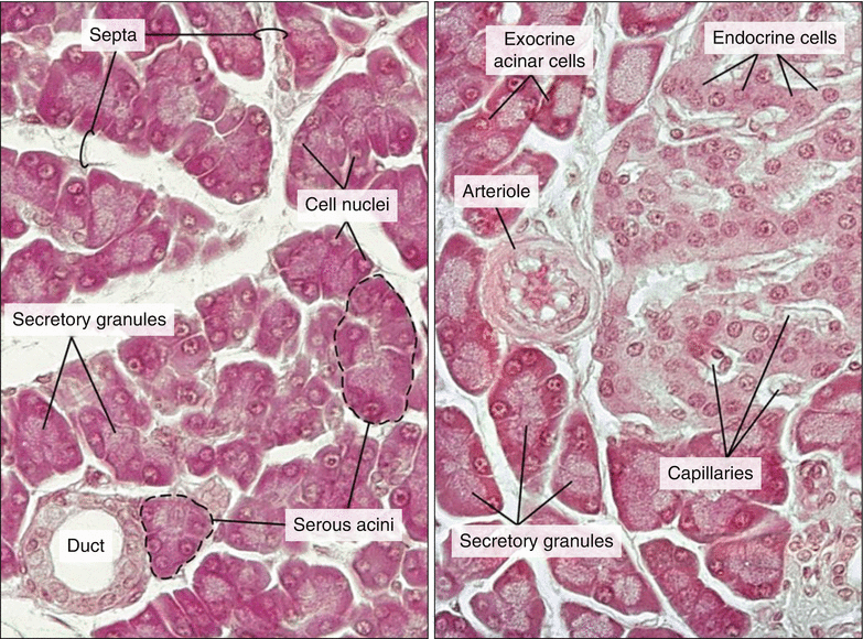 Dissection of the Rat ( Rattus norvegicus) | SpringerLink