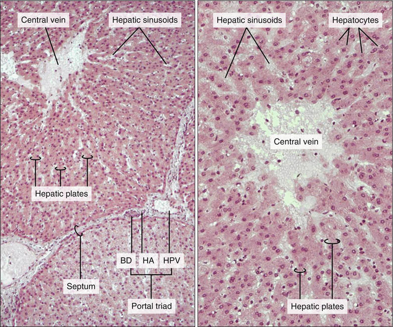 Dissection of the Rat ( Rattus norvegicus) | SpringerLink
