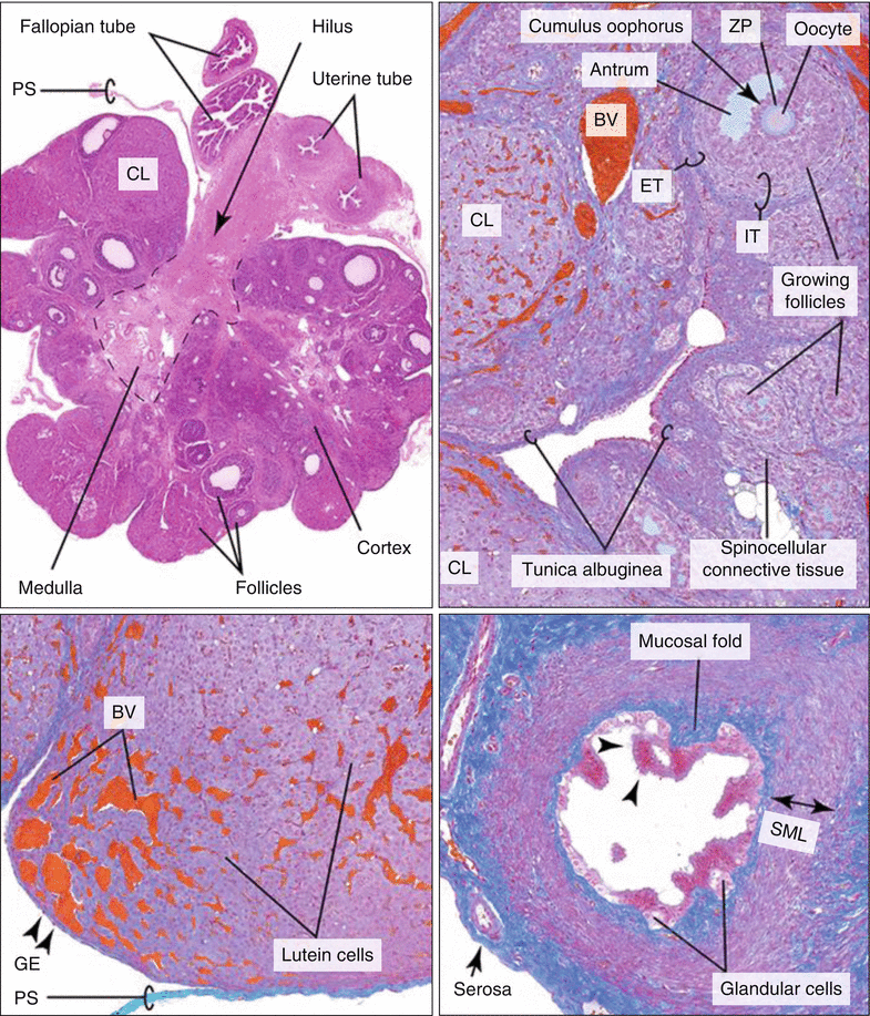 Dissection of the Rat ( Rattus norvegicus) | SpringerLink
