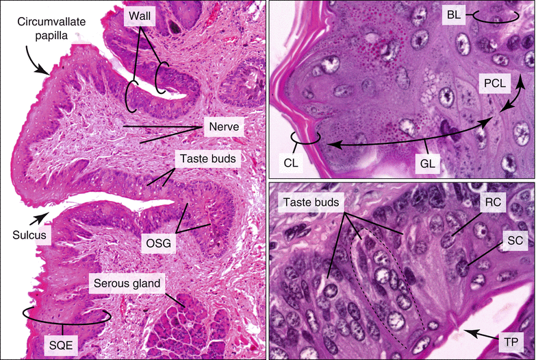 Dissection of the Rat ( Rattus norvegicus) | SpringerLink