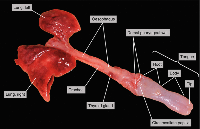 Dissection of the Rat ( Rattus norvegicus) | SpringerLink