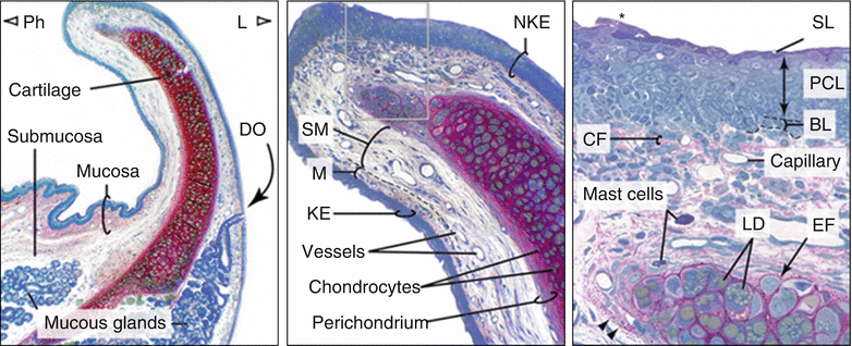 Dissection of the Rat ( Rattus norvegicus) | SpringerLink