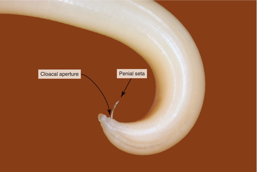 Dissection of a Roundworm ( Ascaris suum) | SpringerLink