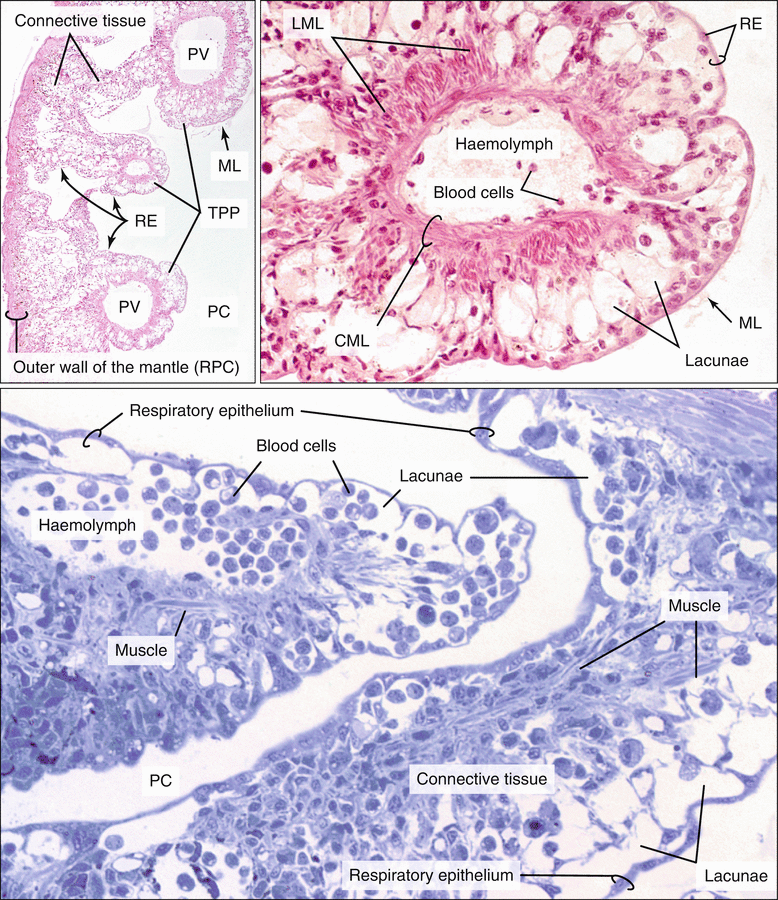 Dissection of a Snail ( Helix pomatia) | SpringerLink