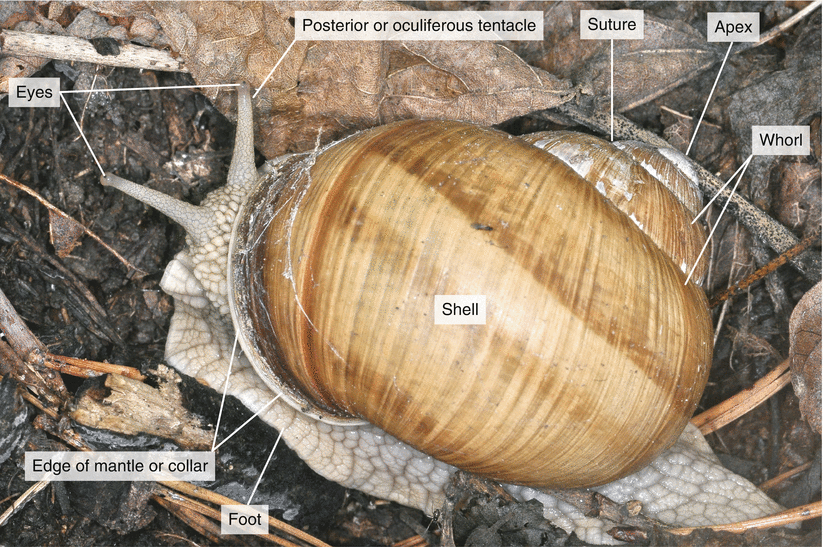 Dissection of a Snail ( Helix pomatia) | SpringerLink