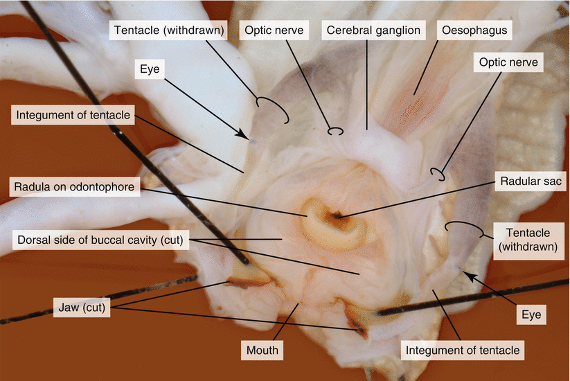 Dissection of a Snail ( Helix pomatia) | SpringerLink