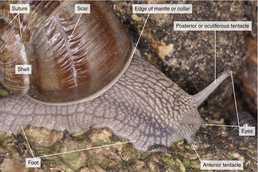Dissection of a Snail ( Helix pomatia) | SpringerLink