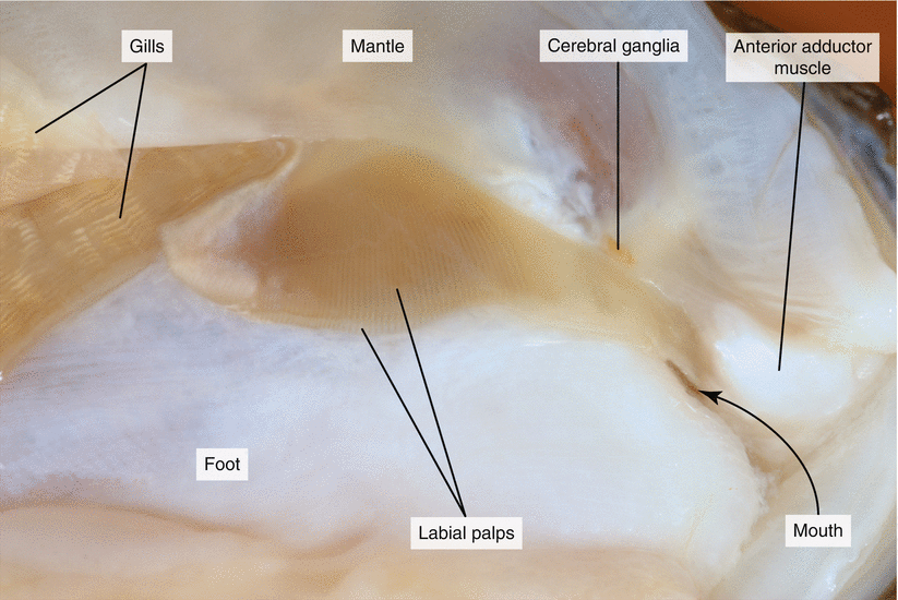 Dissection of a Freshwater Mussel ( Anodonta anatina) | SpringerLink
