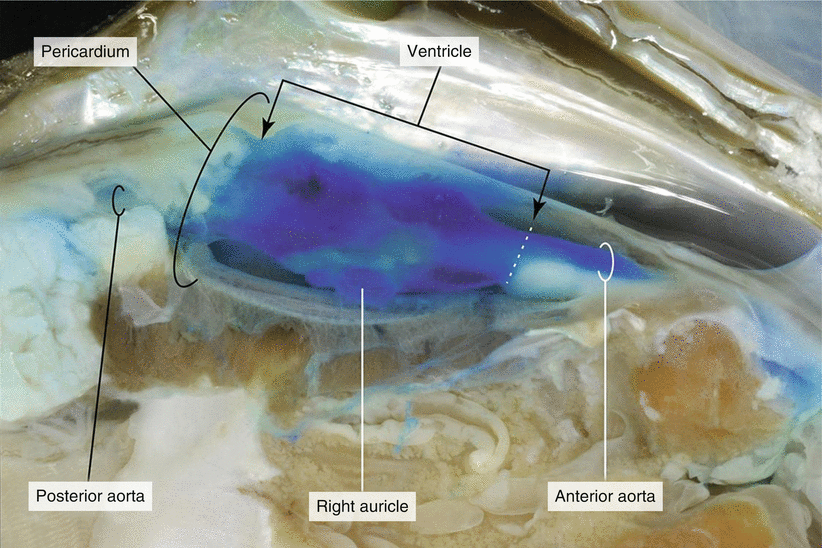 Dissection of a Freshwater Mussel ( Anodonta anatina) | SpringerLink