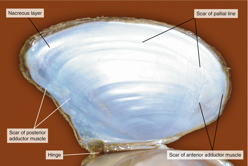 Dissection of a Freshwater Mussel ( Anodonta anatina) | SpringerLink