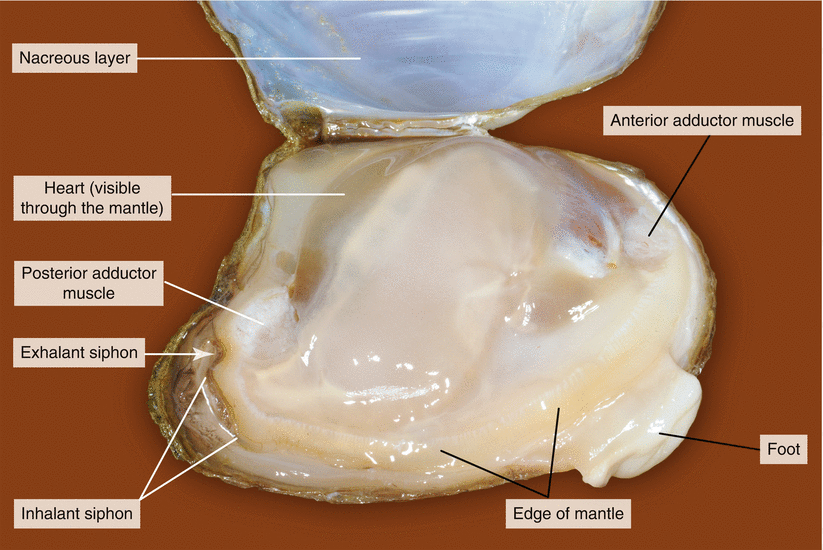 Dissection of a Freshwater Mussel ( Anodonta anatina) | SpringerLink