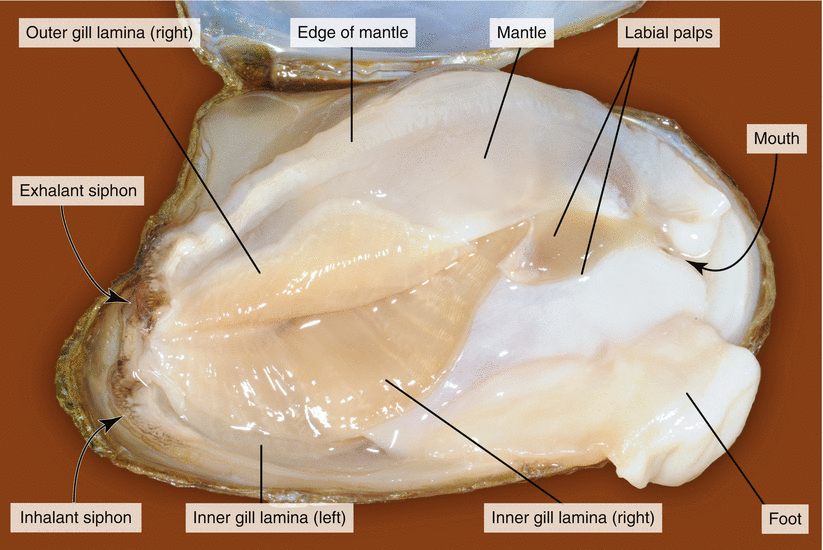 Dissection of a Freshwater Mussel ( Anodonta anatina) | SpringerLink