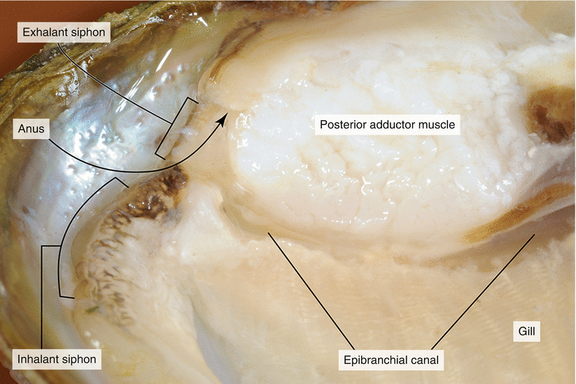 Dissection of a Freshwater Mussel ( Anodonta anatina) | SpringerLink