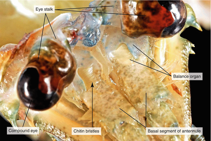 Dissection of a Crayfish ( Astacus astacus) | SpringerLink
