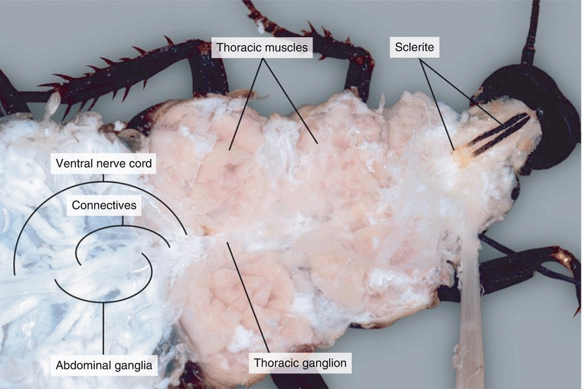 Dissection of a Cockroach ( Blaberus sp.) | SpringerLink