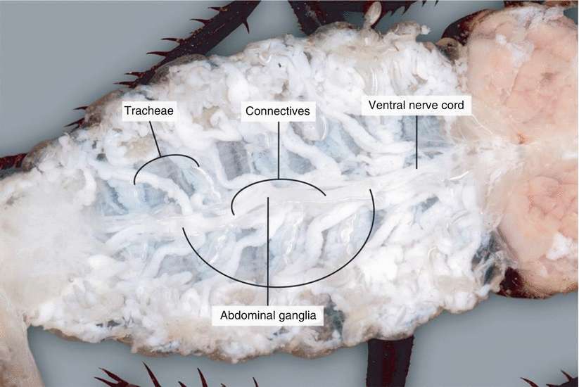 Dissection of a Cockroach ( Blaberus sp.) | SpringerLink