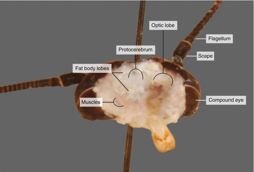 Dissection of a Cockroach ( Blaberus sp.) | SpringerLink