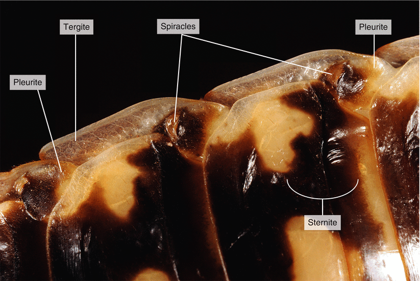 Dissection of a Cockroach ( Blaberus sp.) | SpringerLink