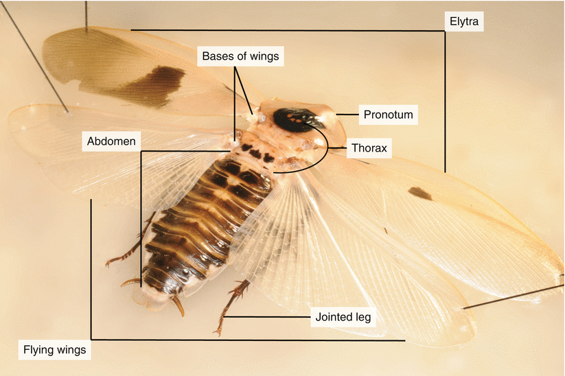 Dissection of a Cockroach ( Blaberus sp.) | SpringerLink