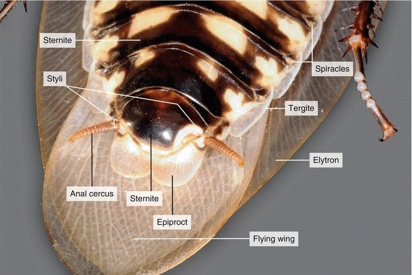 Dissection of a Cockroach ( Blaberus sp.) | SpringerLink