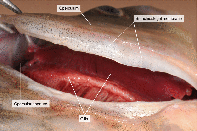 Dissection of the Crucian ( Carassius carassius) | SpringerLink