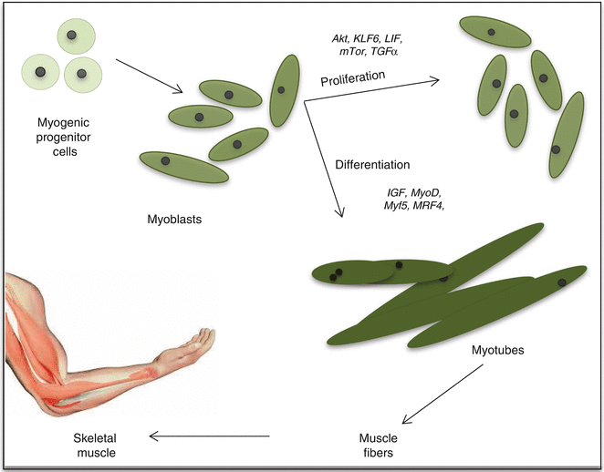 The Muscle-Bone Connection | SpringerLink