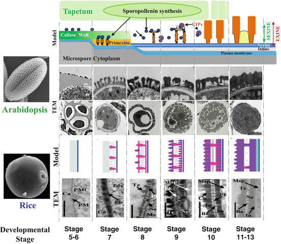 Role of Lipid Metabolism in Plant Pollen Exine Development | SpringerLink
