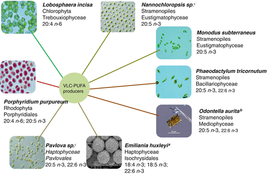 Microalgae as a Source for VLC-PUFA Production | SpringerLink