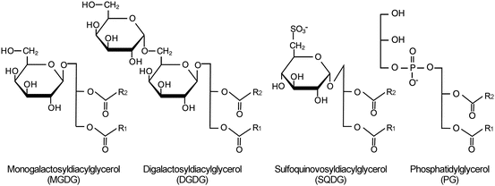 Role of Lipids in Chloroplast Biogenesis | SpringerLink