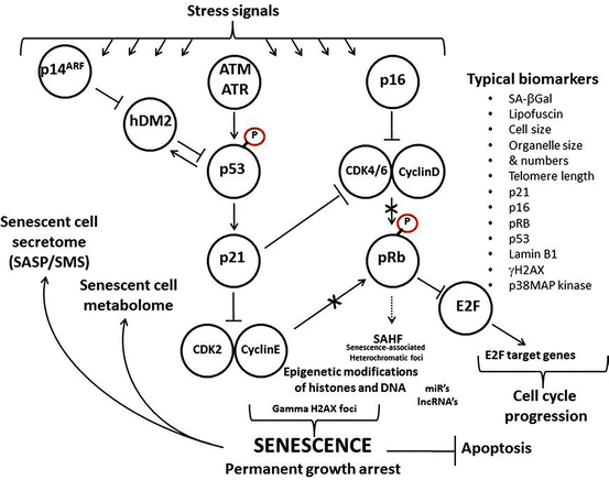 Biomarkers of Replicative Senescence Revisited | SpringerLink