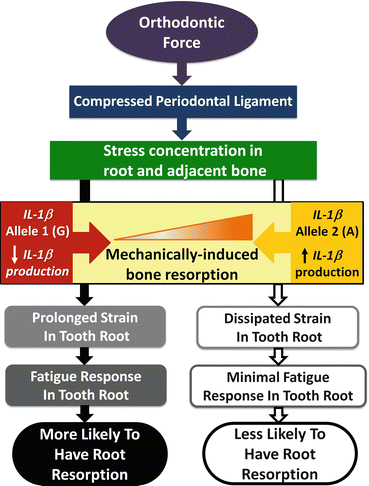 Genetic Implications in Orthodontic Tooth Movement | SpringerLink