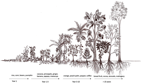 Cocoa in Monoculture and Dynamic Agroforestry | SpringerLink