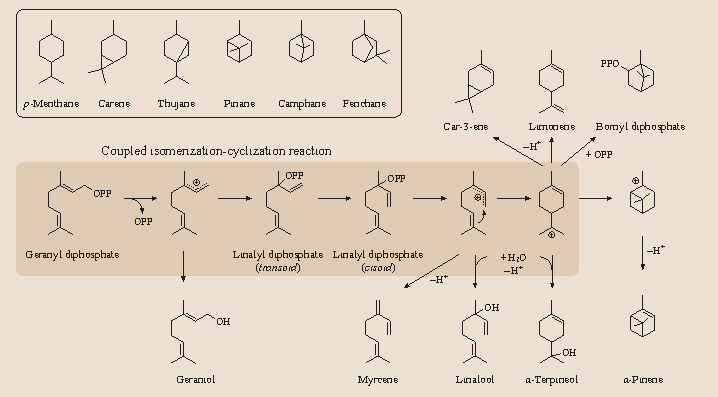 Biosynthesis of Plant-Derived Odorants | SpringerLink