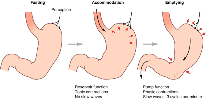 Gastric Motility | SpringerLink