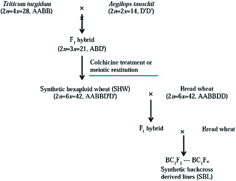 Use of Alien Genetic Variation for Wheat Improvement | SpringerLink