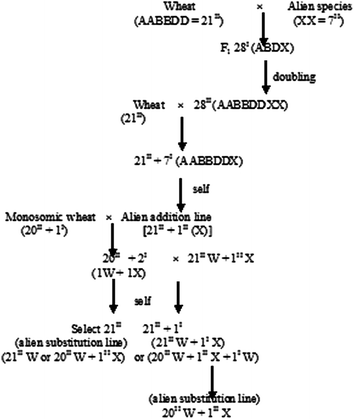 Use of Alien Genetic Variation for Wheat Improvement | SpringerLink