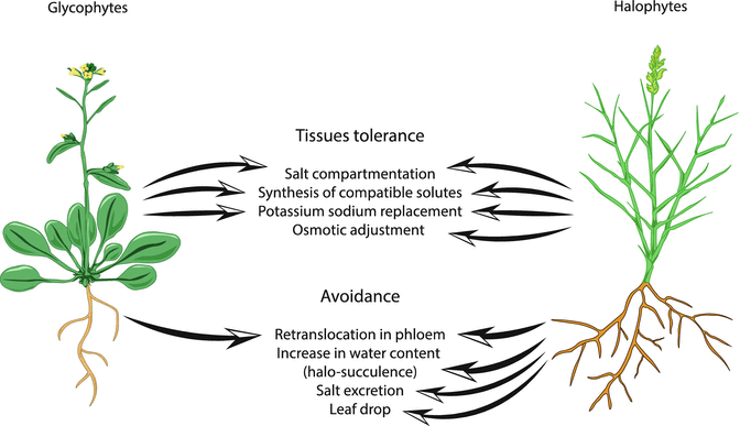 Plant Growth Promoting Rhizobacteria Associated to Halophytes ...