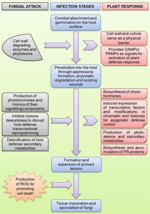 Plant and Necrotrophic Fungal Pathogen Interaction: Mechanism and Mode ...
