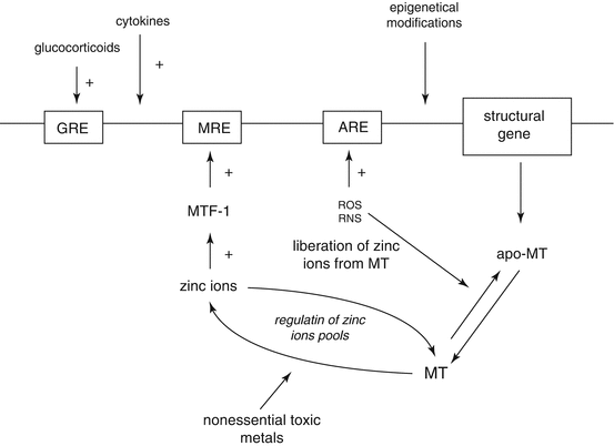 Metallothioneins: Structure and Functions | SpringerLink