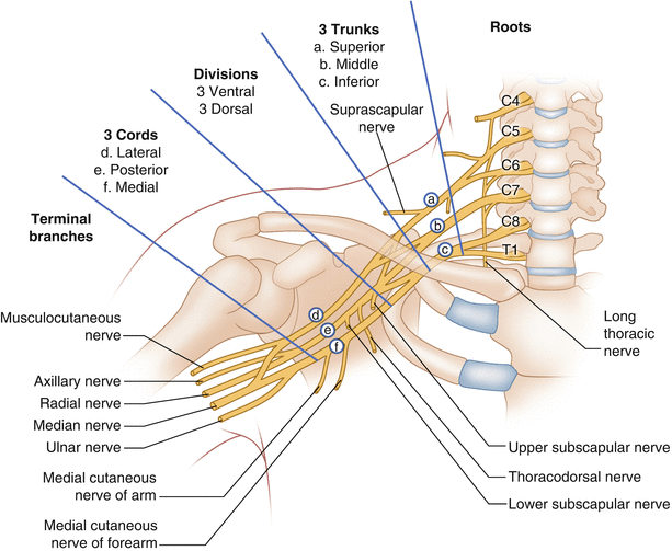 Thoracic Outlet Syndrome (Neurogenic) | SpringerLink