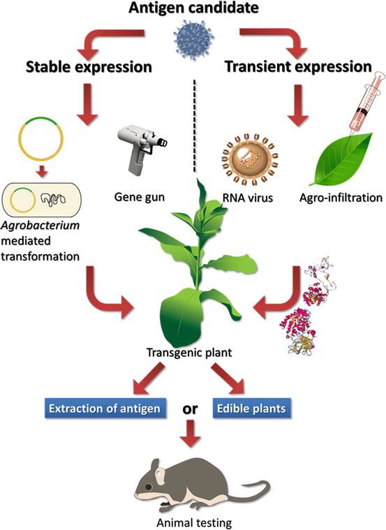 Plant Molecular Pharming | SpringerLink