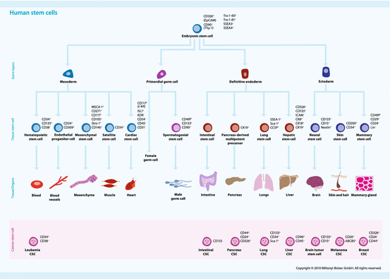 Characterization and Classification of Stem Cells | SpringerLink